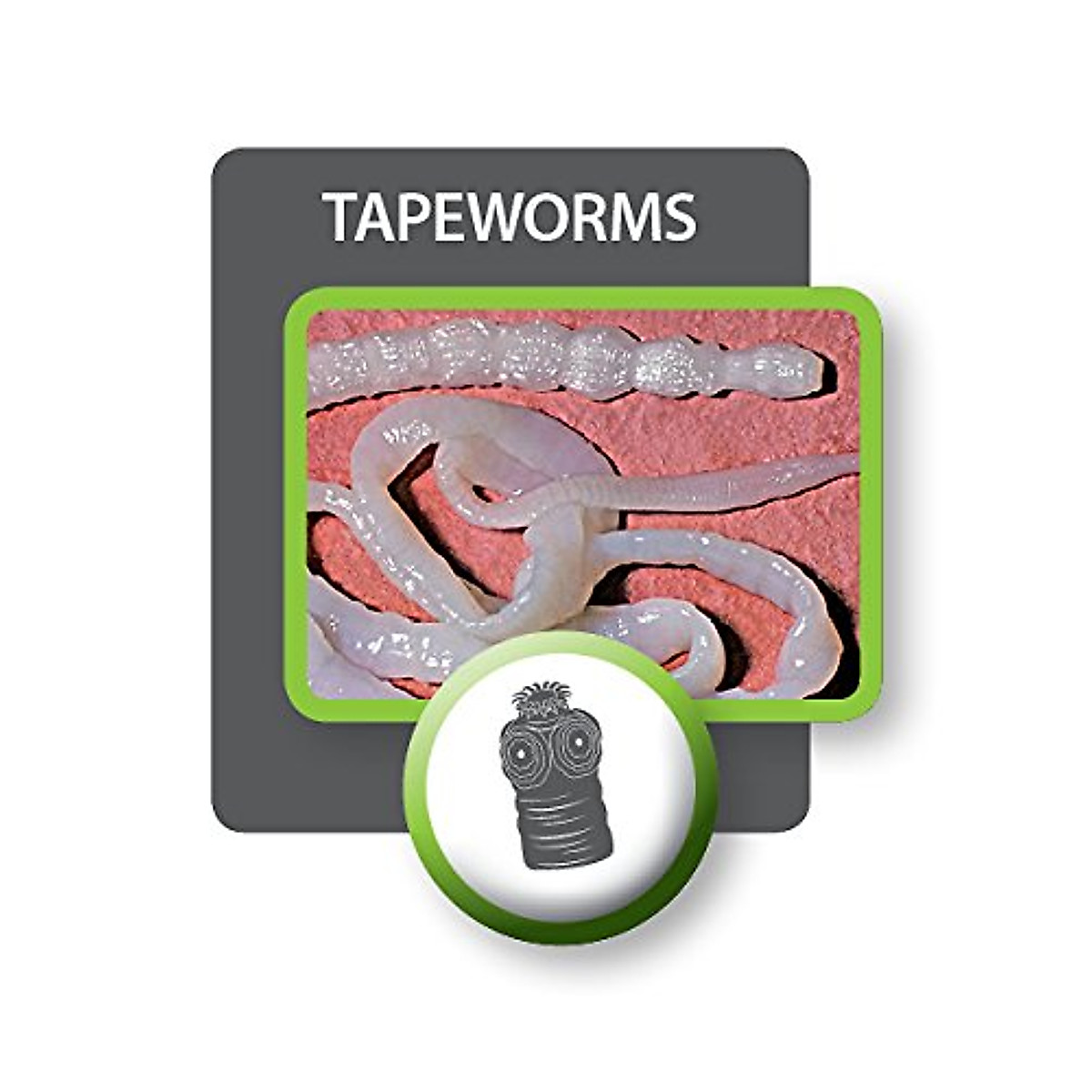 Bayer Animal Health Quad Dewormer for Large Dogs (Over 45 lbs) 2 Chewable Tablets