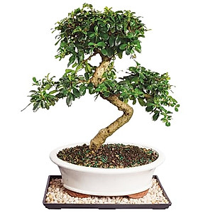 Brussel's Live Chinese Elm Outdoor Bonsai Tree - 14 Years Old; 16" to 20" Tall with Decorative Container, Humidity Tray & Deco Rock