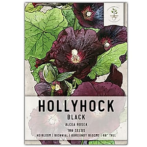 Seed Needs, Black Hollyhock Seeds - 100 Heirloom Seeds for Planting Alcea rosea - Great for Gothic Gardens, Open Pollinated Biennial That Attracts Pollinators (1 Pack)
