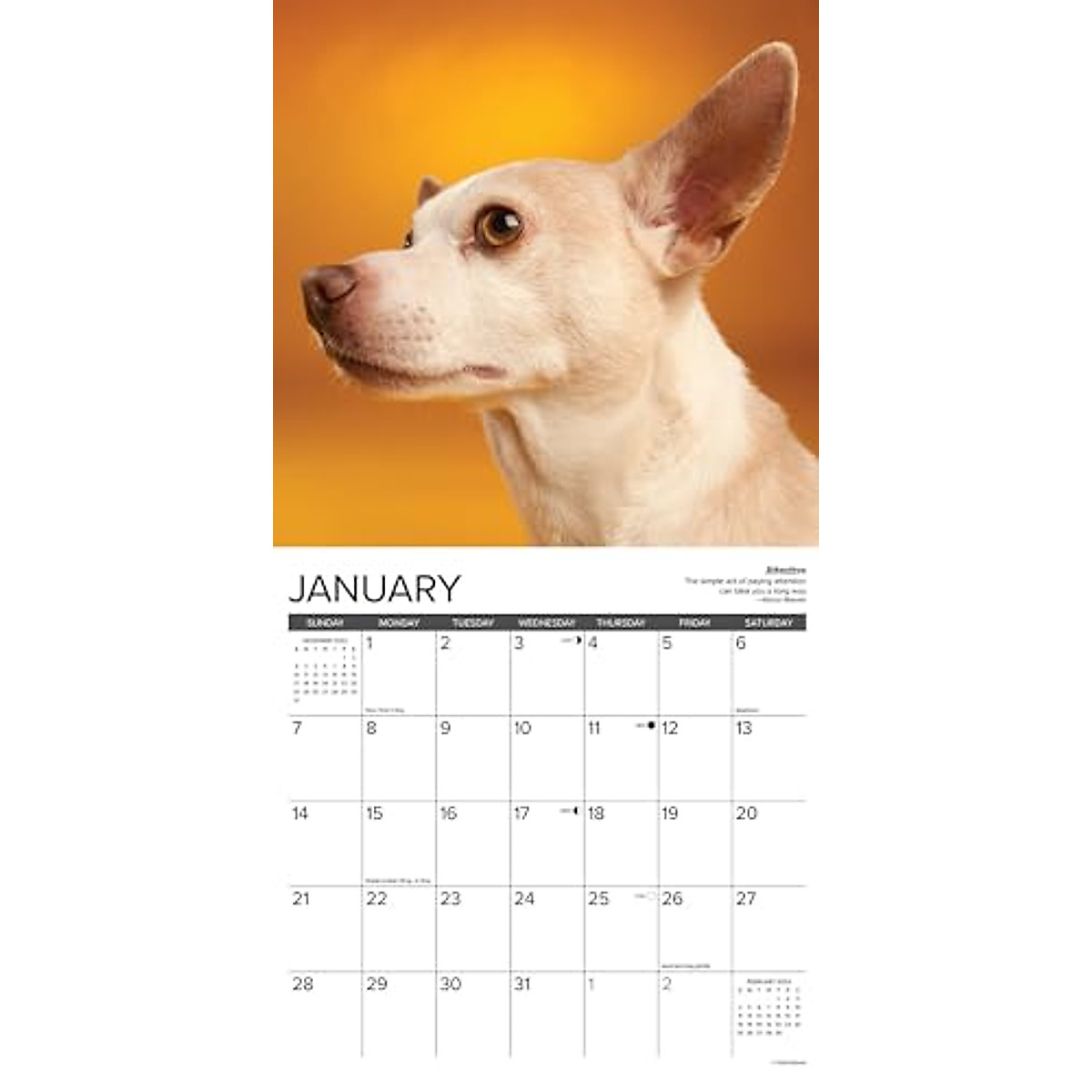 Willow Creek Press Chihuahua Rules Monthly 2024 Wall Calendar (12" x 12")