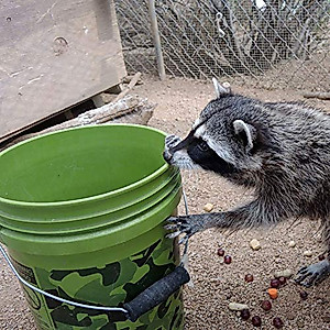 Shelter Pets: Stella the Raccoon - 10" Raccoons Plush Toy Stuffed Animals - Based on Real-Life Adopted Pets - Benefiting the Puppy and Dogs Animal Shelters They Were Adopted From- Trash Panda Plushies