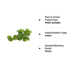 24 Water Spangles (Salvinia Minima), Live Aquarium/Aquatic/Floating/ Pond/Beginner Plant by G&Z