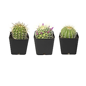 Cactus Plants (Mix of 3), Mammillaria Cactus Plants Live in Cactus Soil, Opuntia Cactus Live Plants, Cacti Plants Live, Cactus Décor Succulents, Cacti Décor Drought Tolerant Plants by Plants for Pets