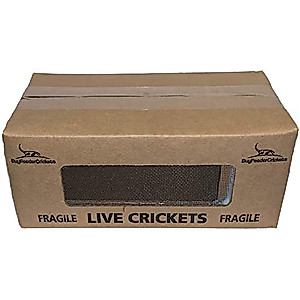 BuyFeederCrickets 100 Live Acheta Crickets (Small (1/4"))