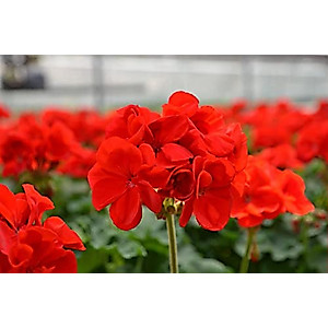 ATVADA Geranium Seeds 50Pcs for Planting Red Scented Ivy Leaf Perennial Flower Hardy Martha Washington Indoor Maverick