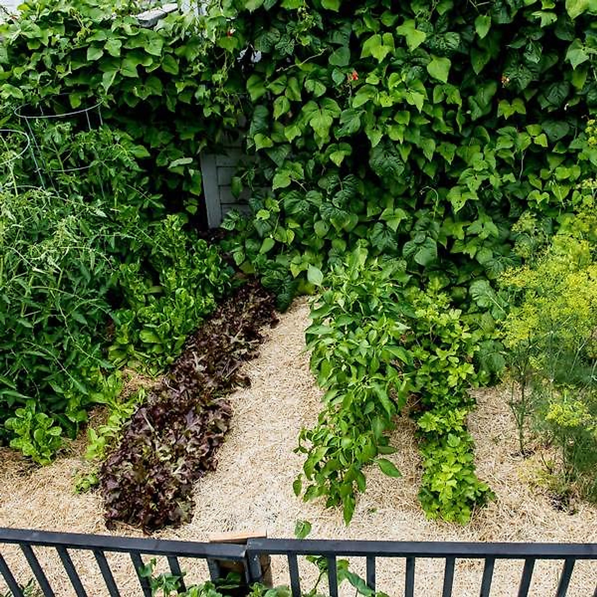 Healthistraw GardenStraw Mini, for Garden Insulation, Mulch, Potting Medium, Animal Bedding, Grass Seed Growing, Organic.5 CF Brown HSTGARDENSTRAWMORG 0