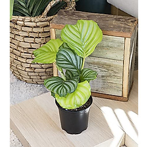 Calathea Plant Live Prayer Plant Live Indoor Plant, Calathea Live Plant Live House Plant Live Plants Indoor, Live Indoor Plants Live Houseplants Live Prayer Plants Live House Plants by Plants for Pets
