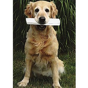 Recycled Paper Greetings Bury Birth Certificate Dog Funny/Humorous Birthday Card