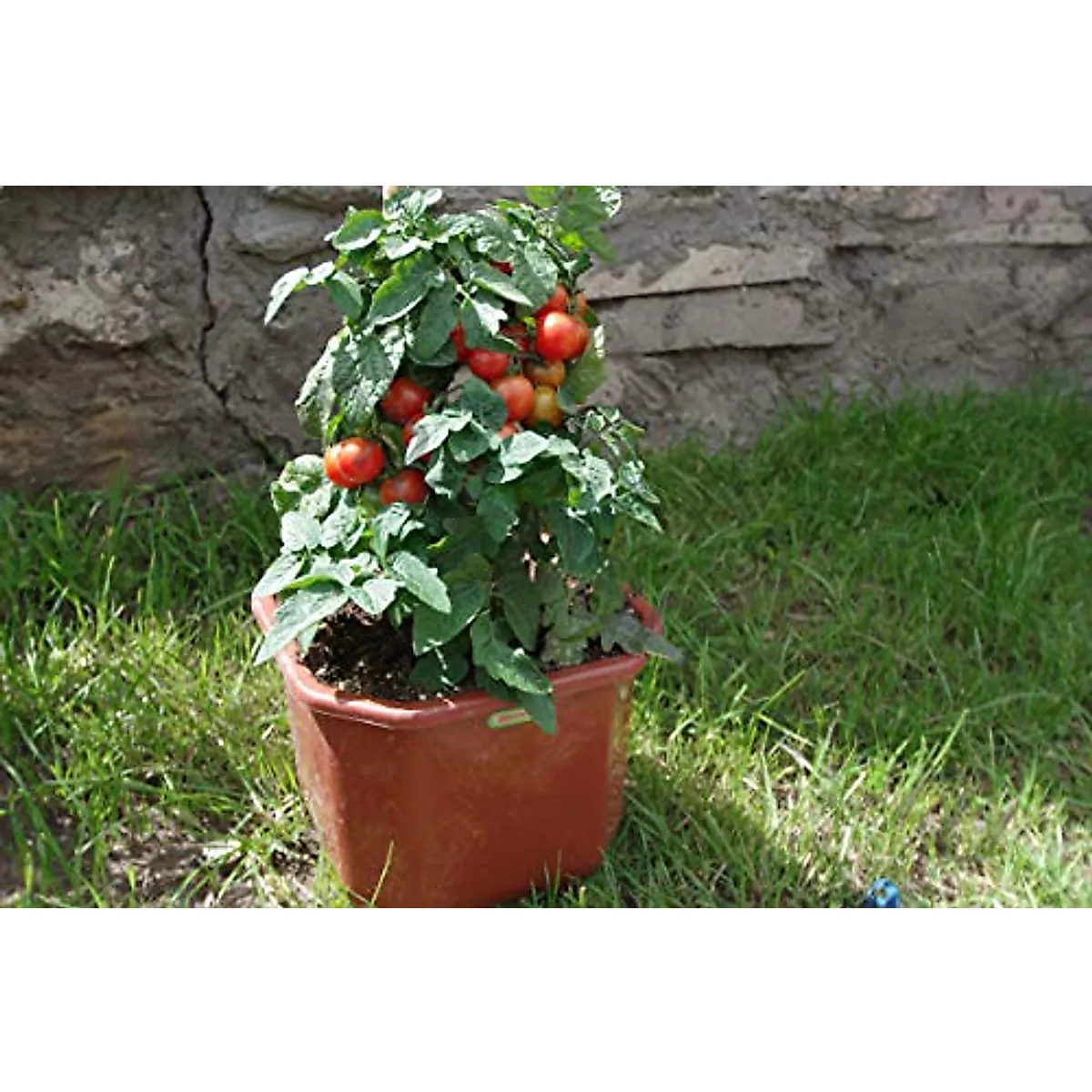 NIKA SEEDS - Vegetable Indoor Dwarf Tomato Santa Claus - 25 Seeds