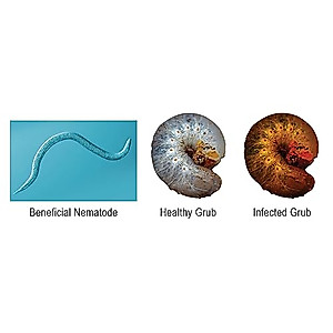 Natures Good Guys Beneficial nematodes Heterorhabditis bacteriophora 5 Million