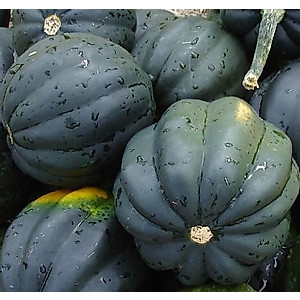 Squash Seeds- Table Queen Acorn- Heirloom- 40+ Seeds