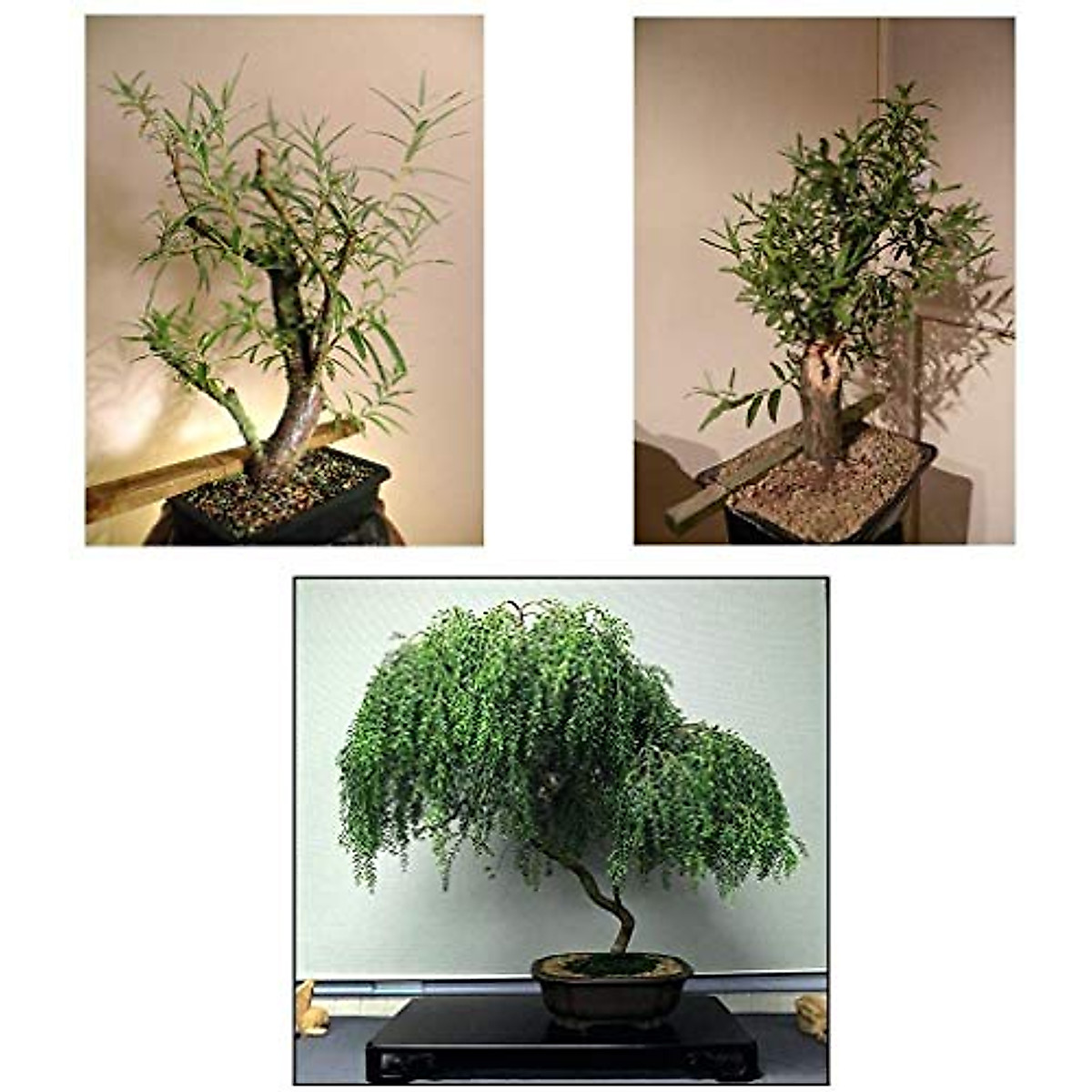 Ultimate Willow Bonsai Bundle - 9 Types of Exotic Willow to Grow as Bonsai