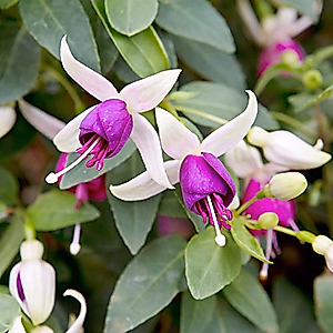 Mixed Fuchsia Seeds Tropical Plant Attracts Hummingbirds GMO Free Bed Border Hanging Baskets Potted Indoor Outdoor 50Pcs Flower Seeds by YEGAOL Garden