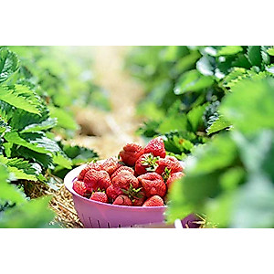 Red Strawberry Climbing Strawberry Fruit Plant Seeds Home Garden New 300 pcs
