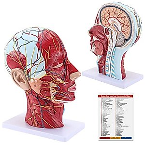 SKUMOD Study Model, 1:1 Human Head Superficial Neurovascular Model - Face Anatomy Medical Brain Neck Median Section Study Model, Teaching Tool