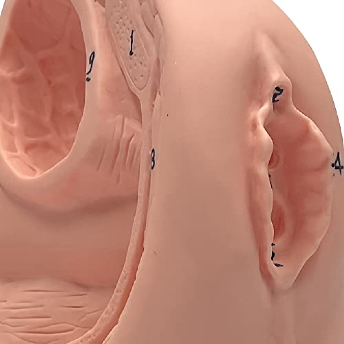 LXT PANDA Catheterization Model, Medical Practice Traning Model, Female Internal and External Catheterization Model- PVC Manikin Teaching Model - for Gynecology Medical Educational Training Aid.