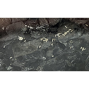 Josh's Frogs Charcoal (4 qt)