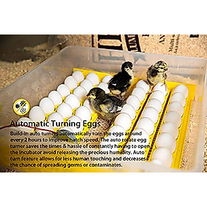 XtremepowerUS 97056-1 48 Digital Incubator with Fully Automatic Turning and Humidity Control 80W Clear Hatching for Chicken Duck Eggs, Yellow