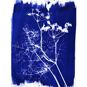 Jacquard Cyanotype Sensitizer Set