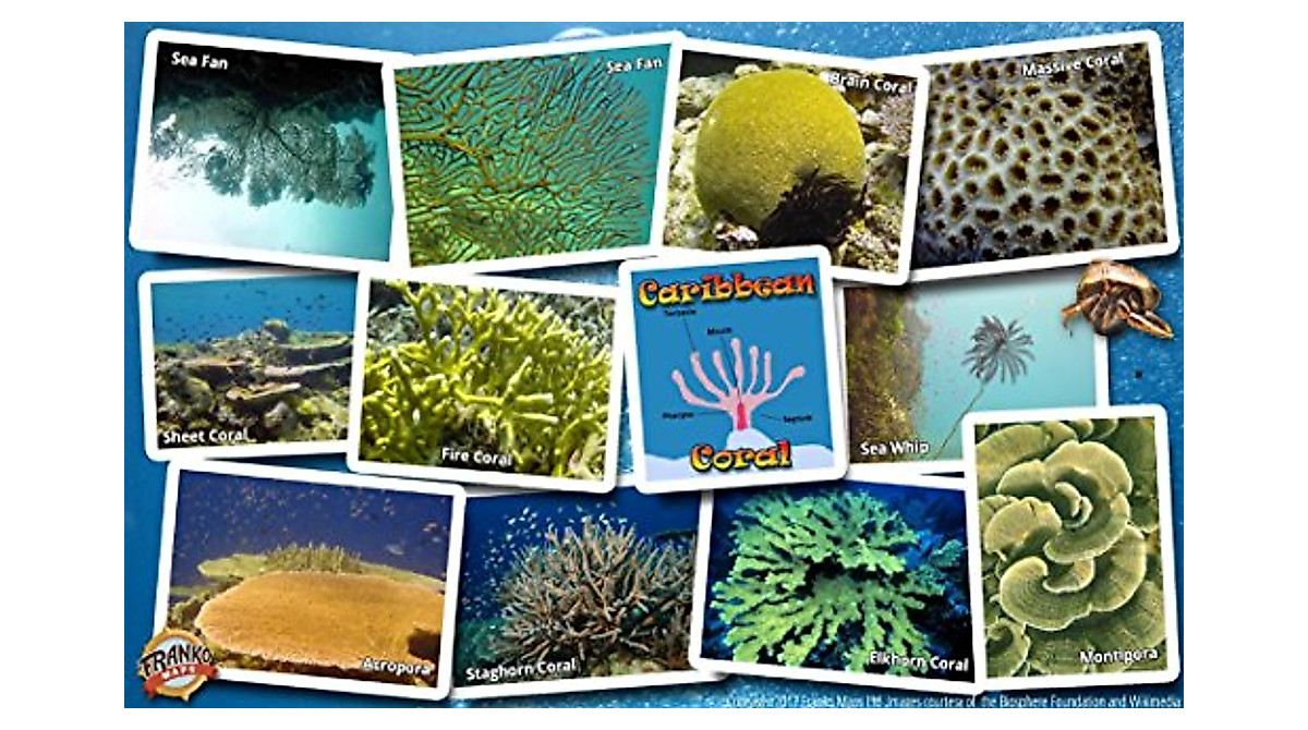 Caribbean Coral Identification Guide - Waterproof Marine Map