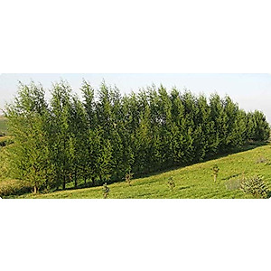 100 Fast Growing Willow Trees - Hybrid Willow Cuttings to Grow for Privacy or Shade - Guaranteed to Grow
