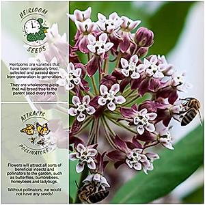 Seed Needs, Pink Common Milkweed Seeds for Planting (Asclepias syriaca) Heirloom, Untreated & Open Pollinated, Attracts Monarch Butterflies (2 Packs)