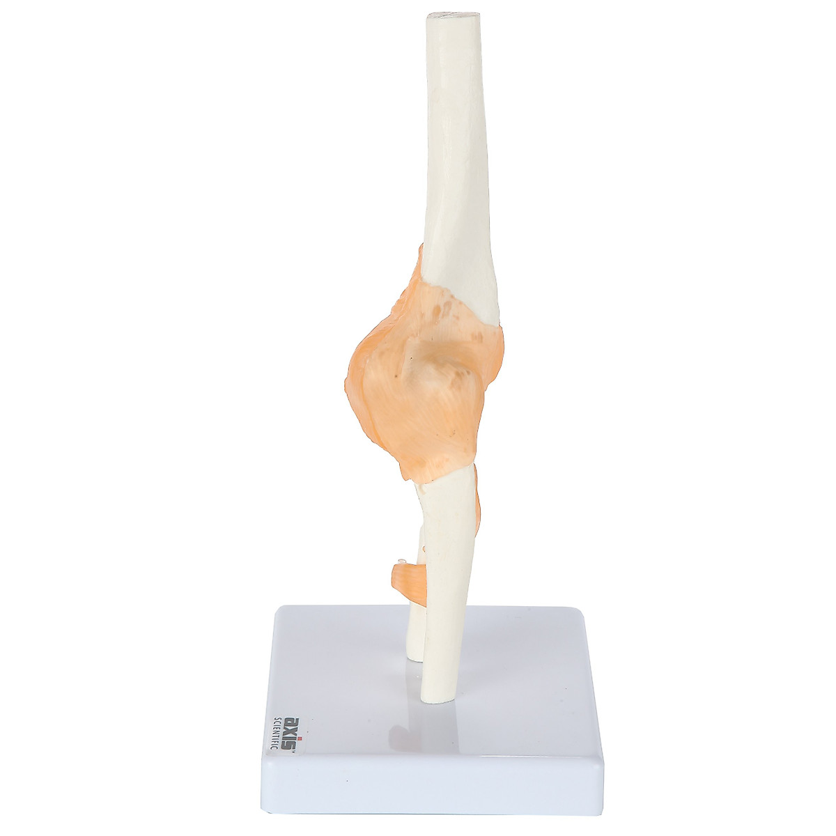 Axis Scientific Flexible Elbow Model, Life-Size Flexible Elbow Joint with Realistic and Soft Ligament Anatomy, Includes Base for Display and Interaction, Detailed Product Manual