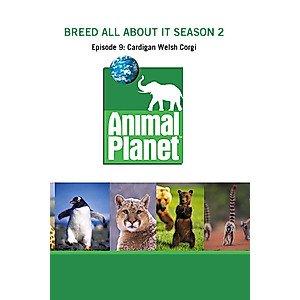 Breed All About It Season 2 - Episode 9: Cardigan Welsh Corgi