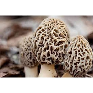 10 ml/cc White Morel Liquid Culture