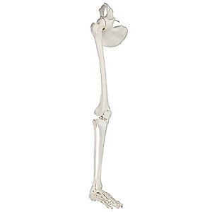 Axis Scientific Human Leg Skeleton Bundle, Life-Size 36" Anatomical Model with All Leg Bones, Removable Hip Joint and Fully Articulated Foot and Detailed Product Manual