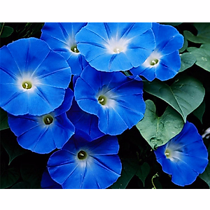 Rare Flower Seeds Blue Color Morning Glory Seeds 100+ Bonsai Big Petunia Beautiful Garden Flowers Fresh Flower Seeds