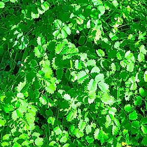 Salad Burnet Herb Garden Seeds - 1 g Packet ~100 Seeds - Non-GMO, Heirloom Herb Gardening & Microgreens Seeds