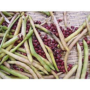 Rainbow Bean Mix Sprouting Seeds, Adzuki, Garbanzo, Green Pea, & Lentil, 40+ Heirloom Seeds in Mixture Per Packet, Non GMO Seeds, (Isla's Garden Seeds), Botanical Name: Phaseolus vulgaris