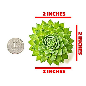 Sempervivum Succulents Plants Live Indoor Plants (5PK), Sempervivum Plants Live Houseplants, Hen and Chicks Live Plants Indoor House Plants, Rosette Succulent Plants in Plant Pots by Plants for Pets