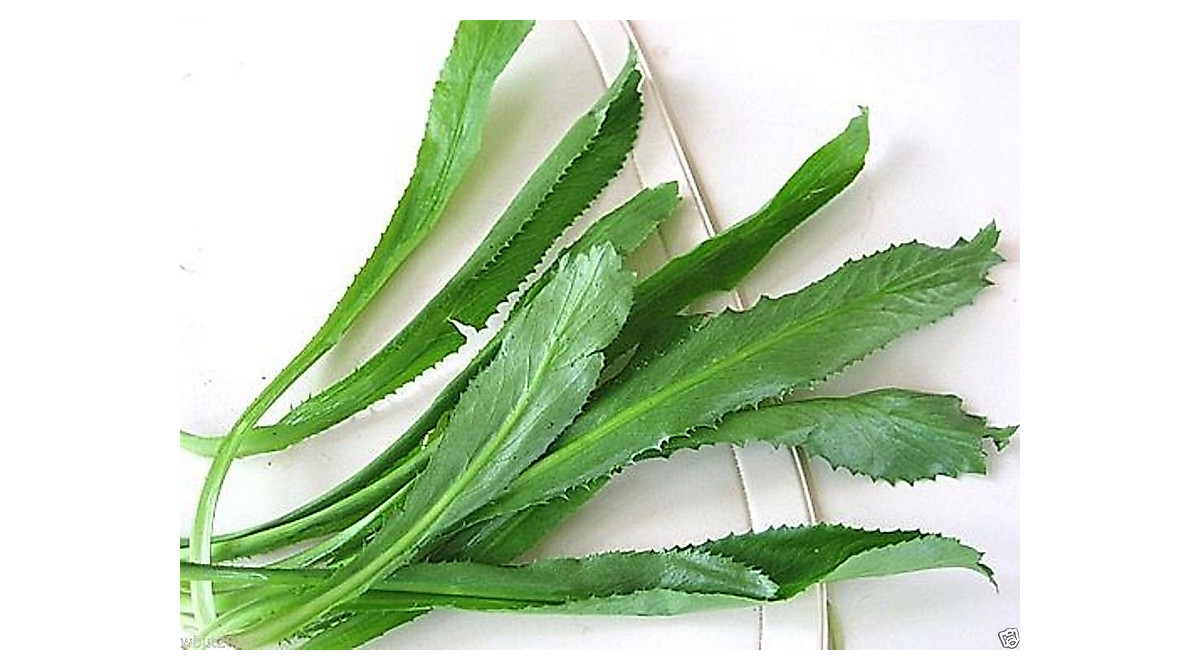 Culantro Seeds (Recao, Ngo Gai) - Strong Cilantro Flavor Herb