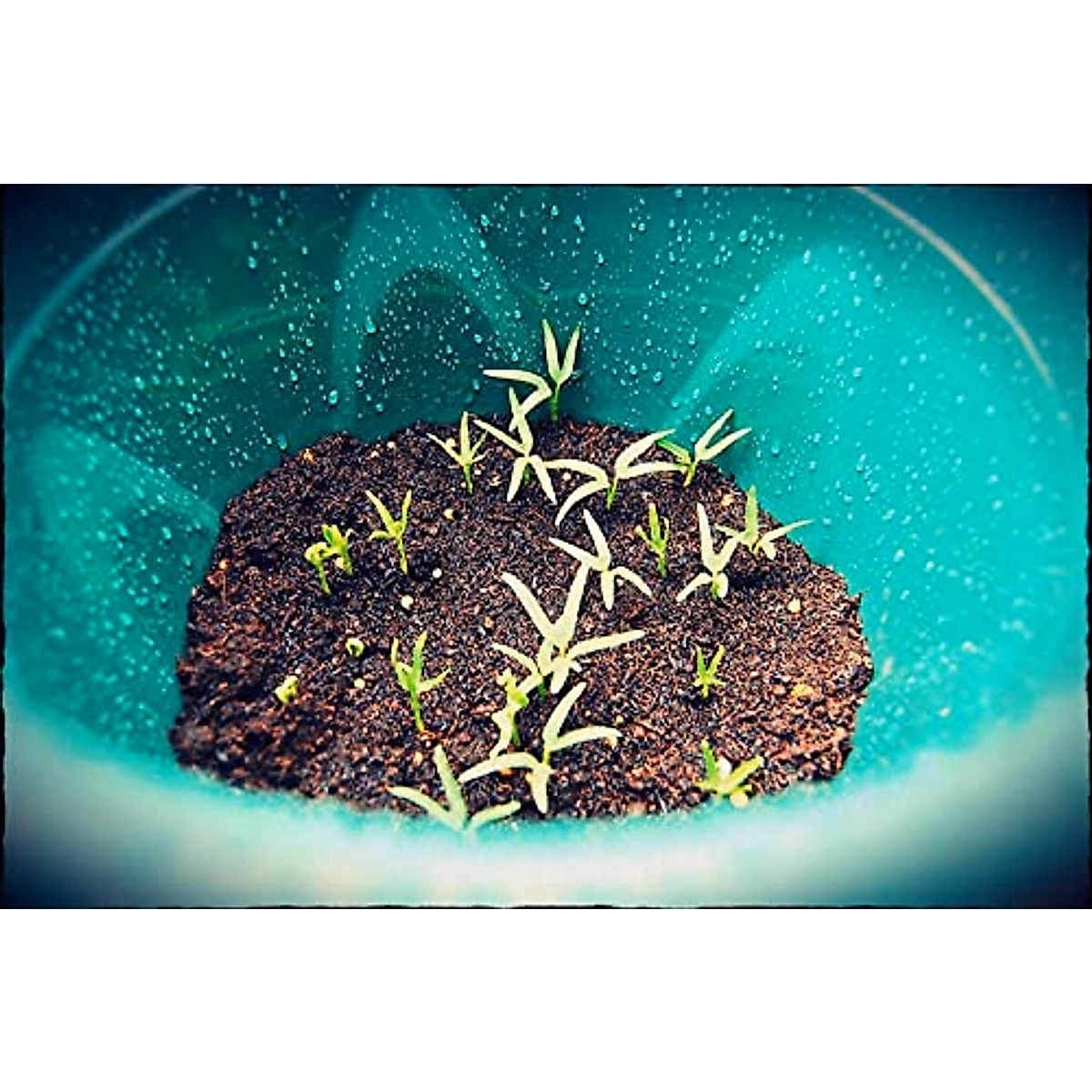 500+ Kangkong Seeds - Rau Muong- Kong Xin CAI- Ong Choy Seeds for Planting- Vegetable Seeds for Yard & Garden Made in USA | Non-GMO | Heirloom | Organic | 95% Germination Rate