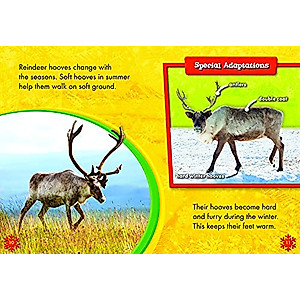 Reindeer (Animals of the Arctic)
