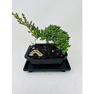 Juniper Bonsai Tree with Indented Corners Vase Includes Figurines and Tray