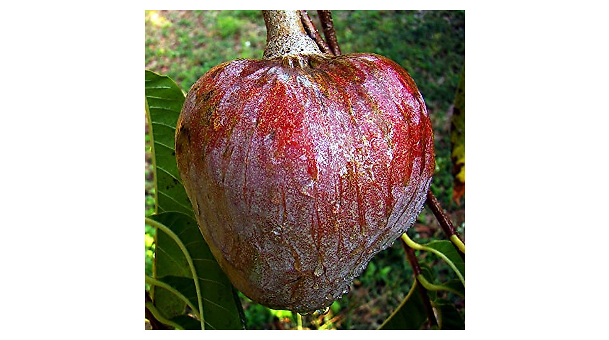 Red Custard Apple Tree Seeds - Tropical Fruit Tree for Gardens