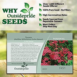 Outsidepride Perennial Achillea Yarrow Cerise Queen Garden Cut Flowers Attracting Butterflies - 10000 Seeds