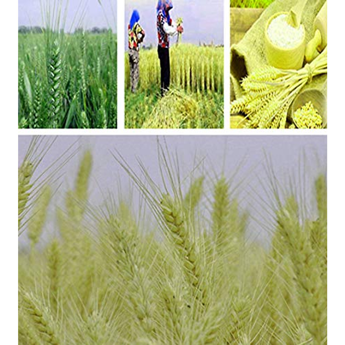 TooGet Dried Wheat Sheaves Stalks Bouquet Bundles, 100 Stems Natural Ear of Wheat Grain Flowers Dry Grass Bunch DIY Arrangements for Home Wedding Store Decorative