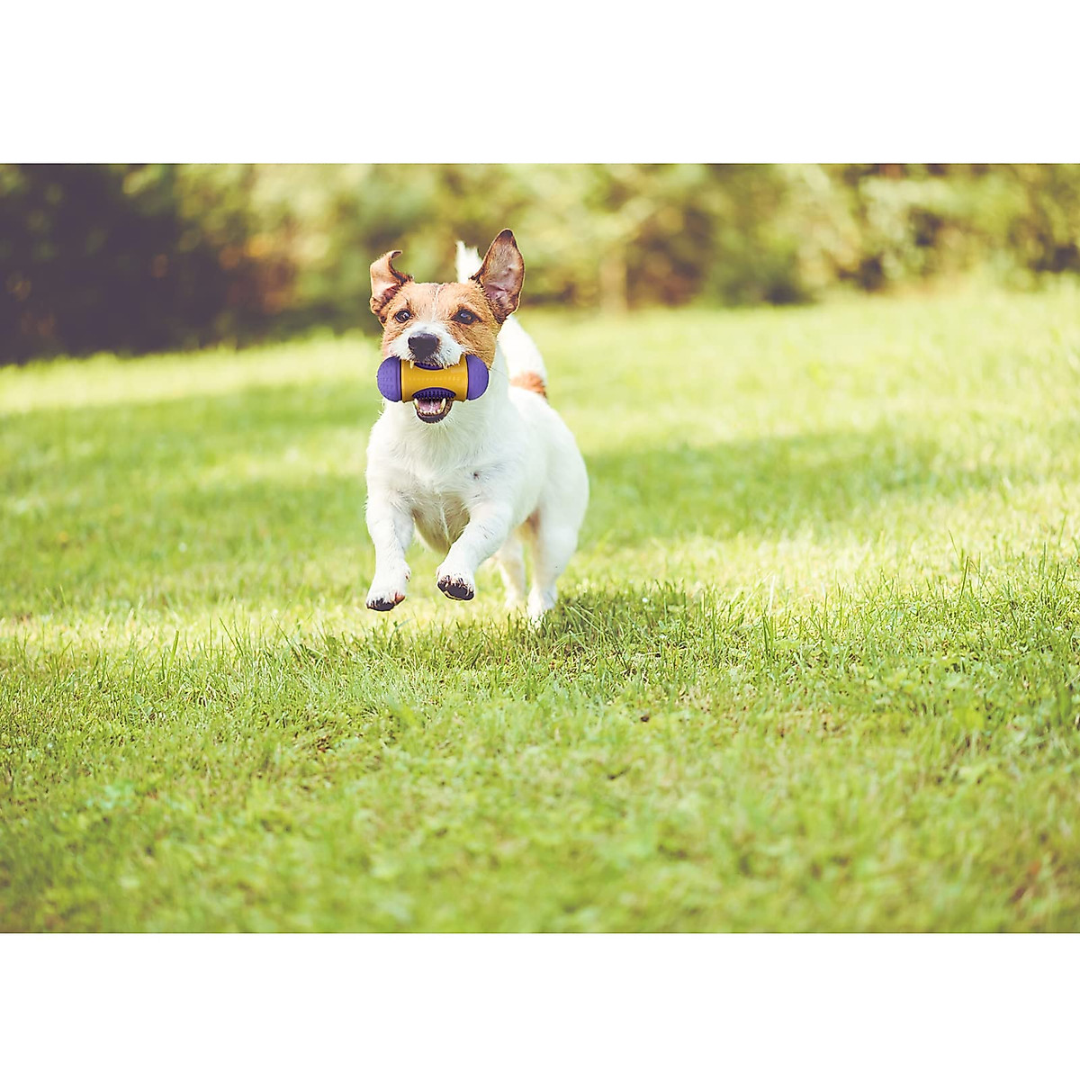 WWW Dog Chew Toys for Aggressive Chewers, Puppy Teething Chew Toy Tough Dog Toys with Natural Rubber for Small Medium Large Breeds, Teeth Cleaning and Gum Massage for Small Medium Large Dog,Purple