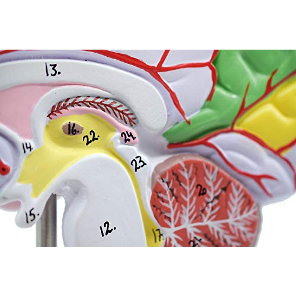 Functional Human Brain Model, Cross Section - 1/2 Size - Color Coded & Numbered with Key Card - Includes Mount - Eisco Labs
