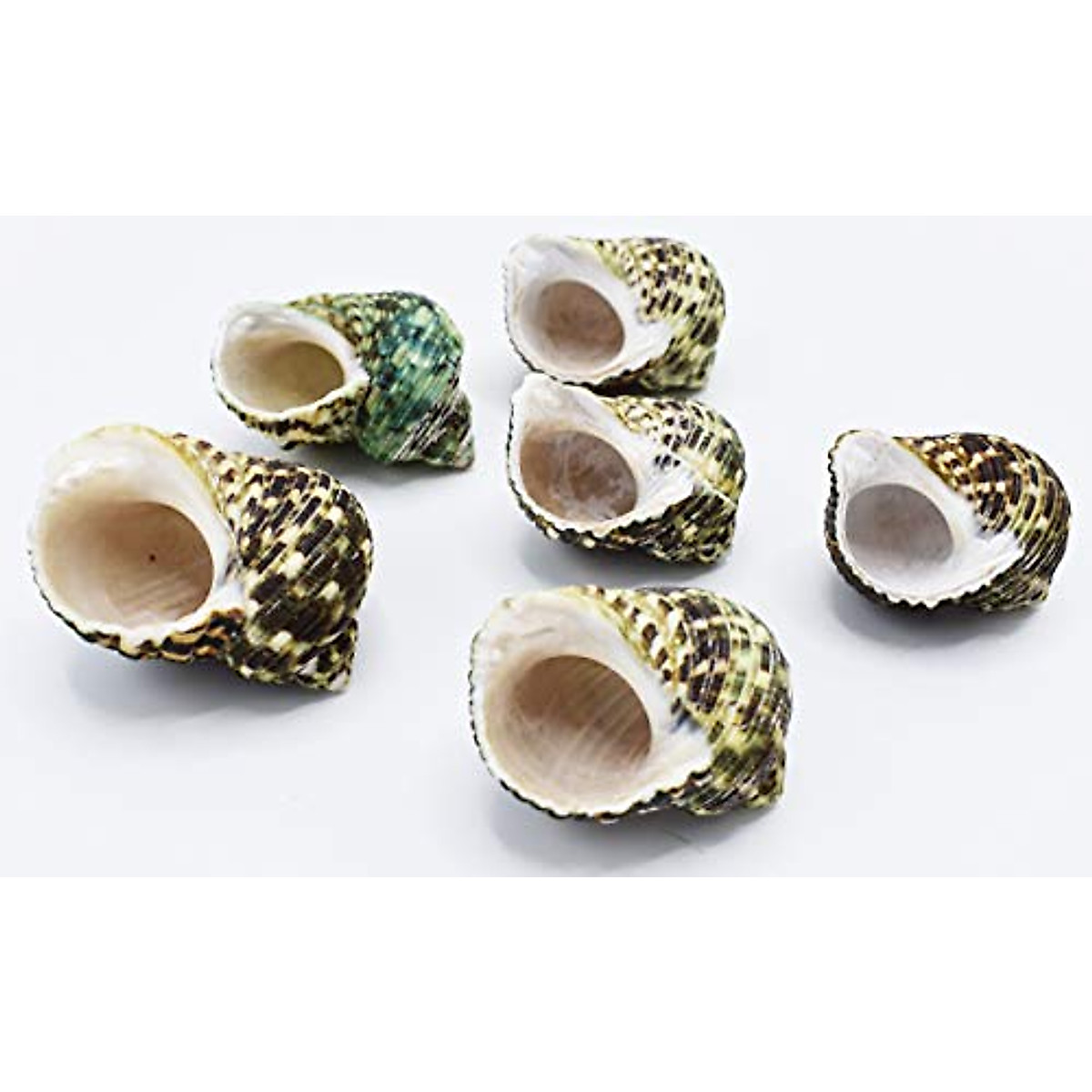 FSG - Select 6 Hermit Crab Shells Large Turbo Changing Seashells Large 2"-3" Size (Opening Size 7/8"- 1 1/4") Natural