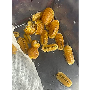 Bugzy Bugs Blonde Rubber Ducky 6 Count Cubaris Isopods Roly Poly Cleanup Crew Feeders for Terrarium Reptile Insect Pet Food