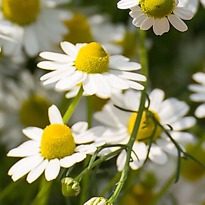 Herbal Essences Shine Collection Shampoo