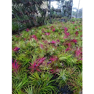 It Blooms Rainforest Grown 10 Pack Assorted Air Plants - Live Tillandsia - Easy Care House Plants - 30 Day Guarantee