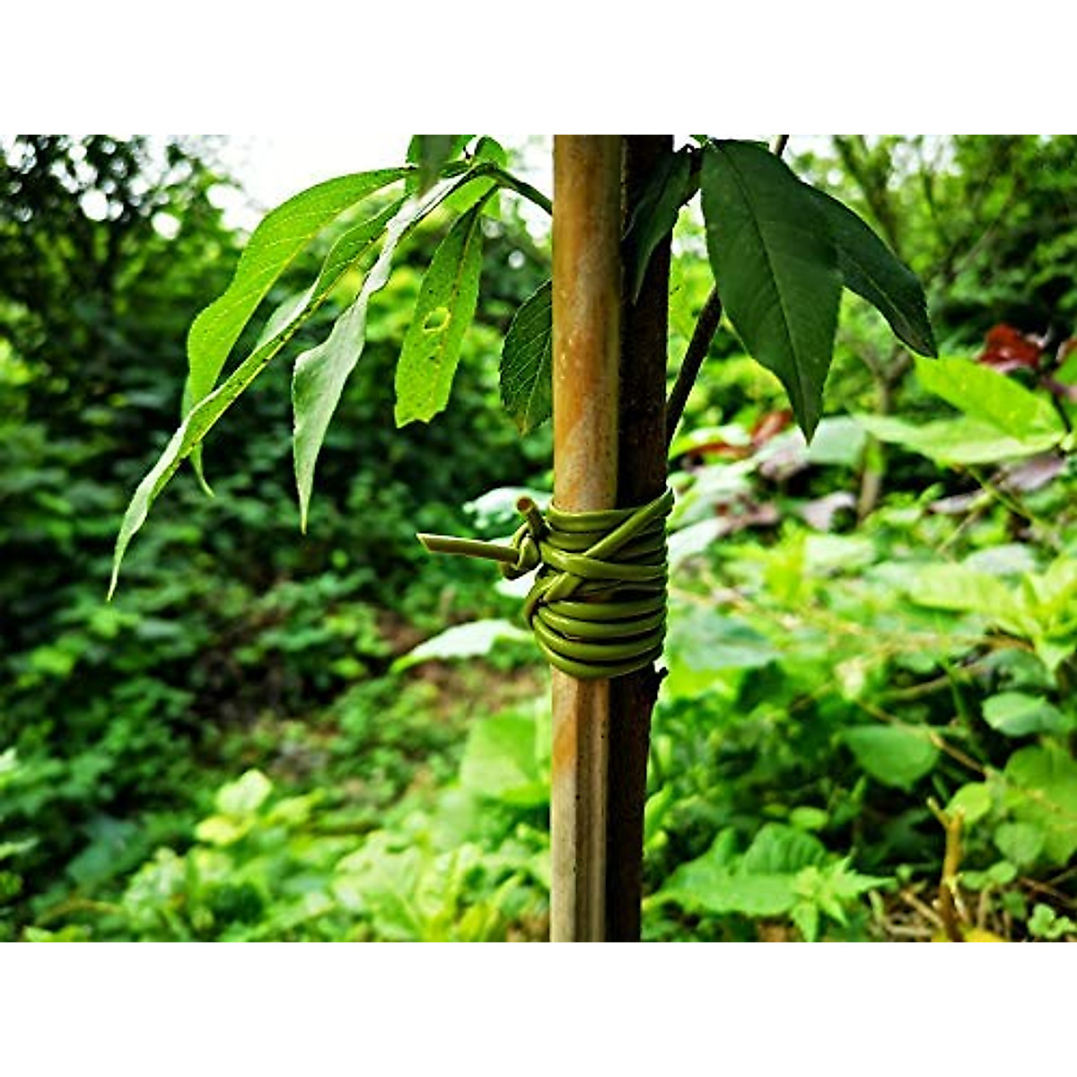 TIPU Soft Rubber Garden Twine, Reusable and Adjustable Plant Tie Without Wire Interior, Hollow Stretch Rubber Twine Expands with The Growth Plant/Fruit Tree, Green, 262 FT