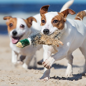 Ruffin' It Woodlands Mallard Stuffed Plush Dog Toy, Large