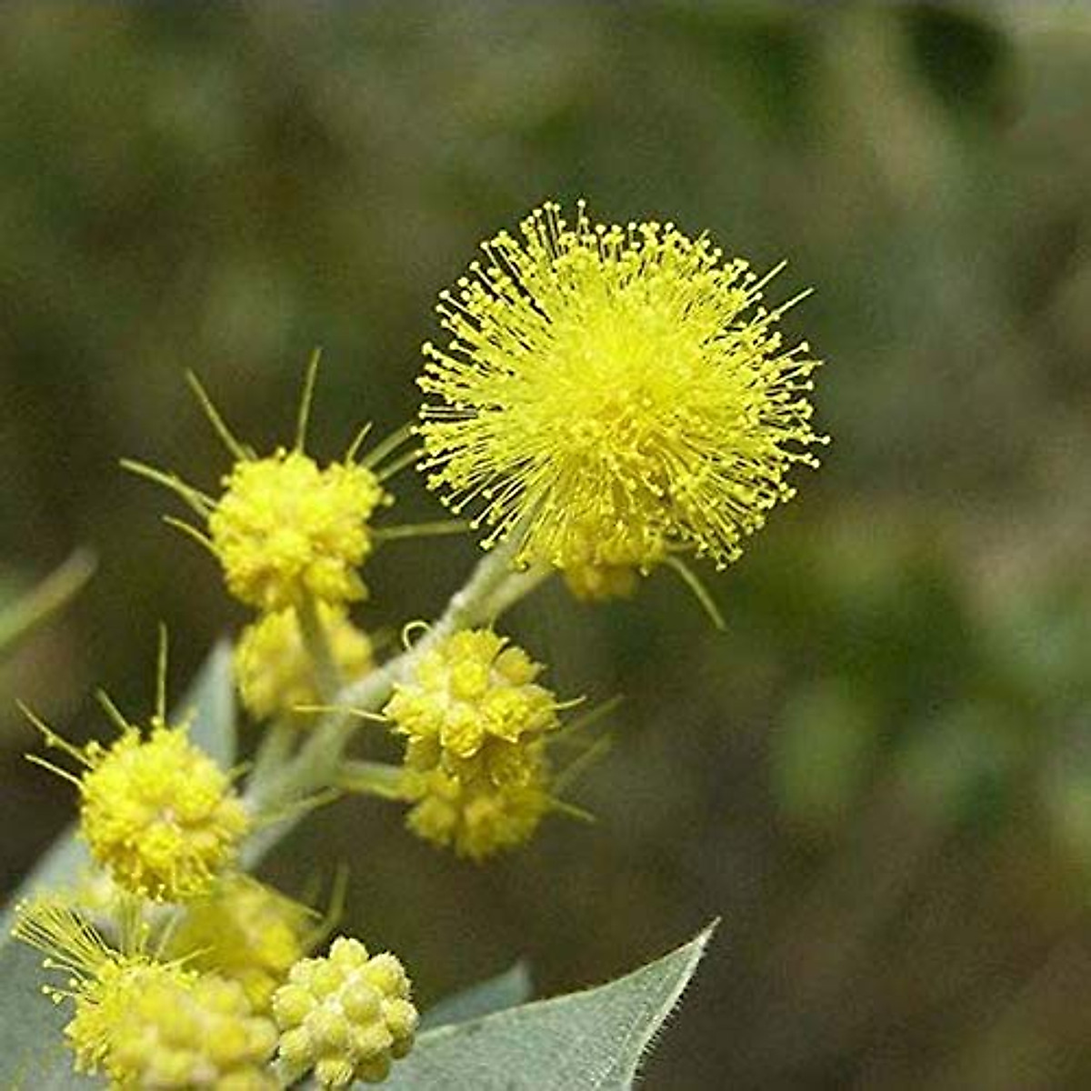 30+ Golden Mimosa Seeds Albizzia Acacia Tree Yellow Wattle Tree Flower